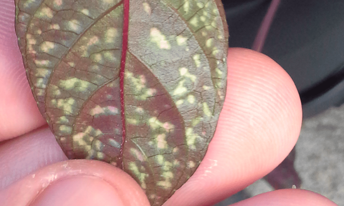 9 Ways to Care for a Hypoestes (Polka Dot) ) indoor houseplant - House ...